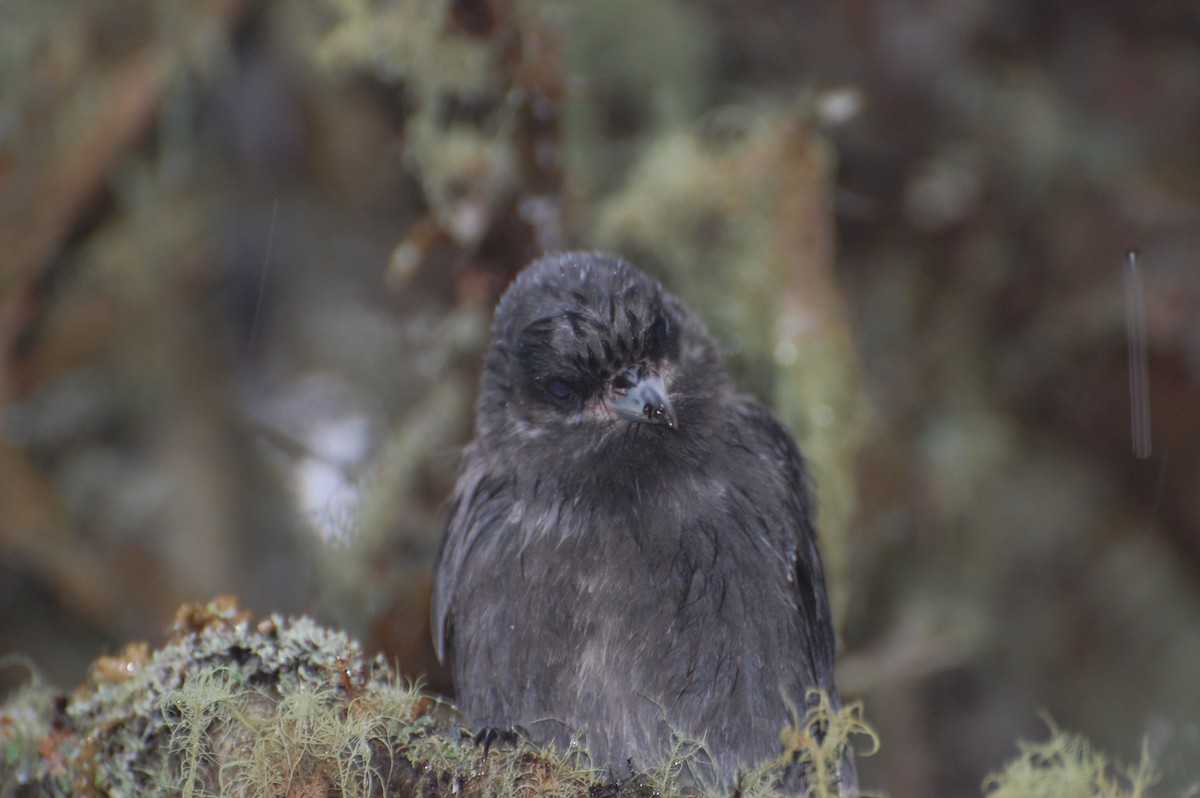 eBird Checklist - 2 Jul 2009 - White Mt. NF--Caps Ridge Trail - 40 species
