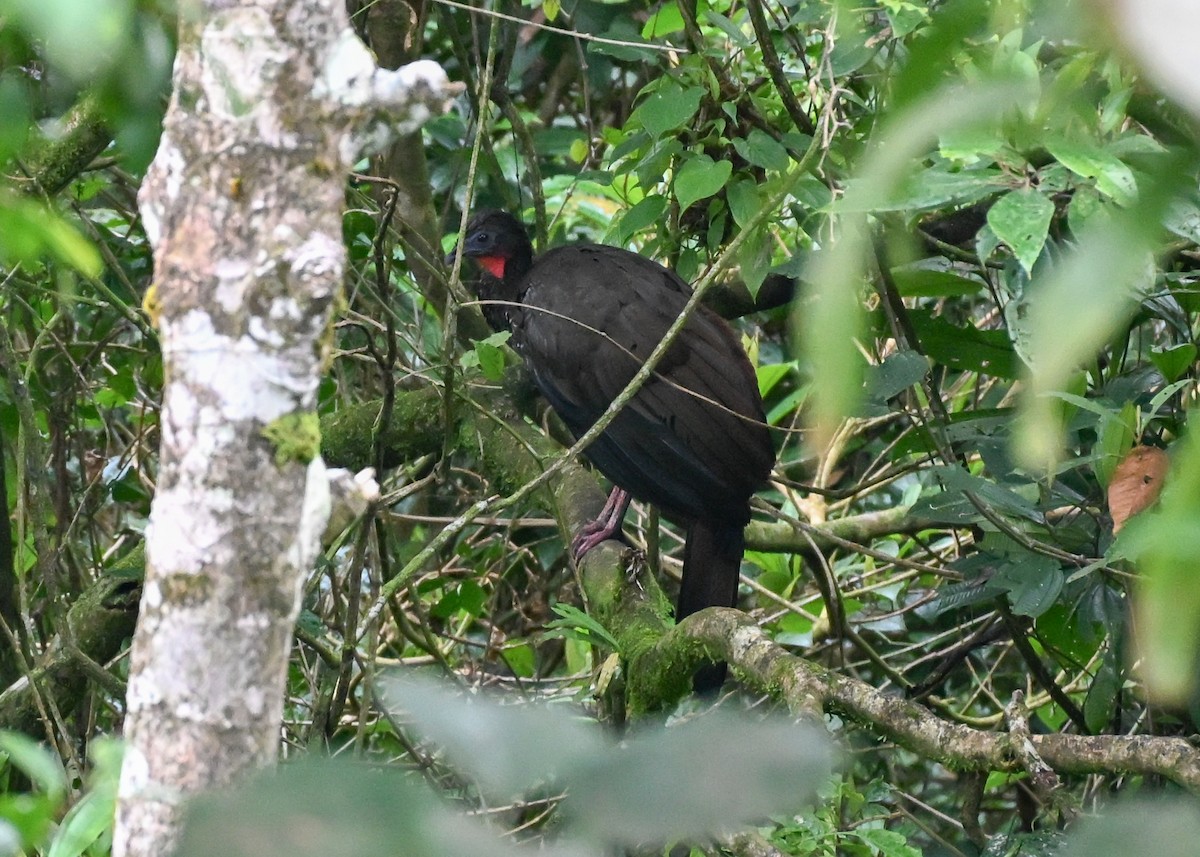 eBird Checklist - 6 Jul 2025 - Arenal Observatory Lodge - 41 species