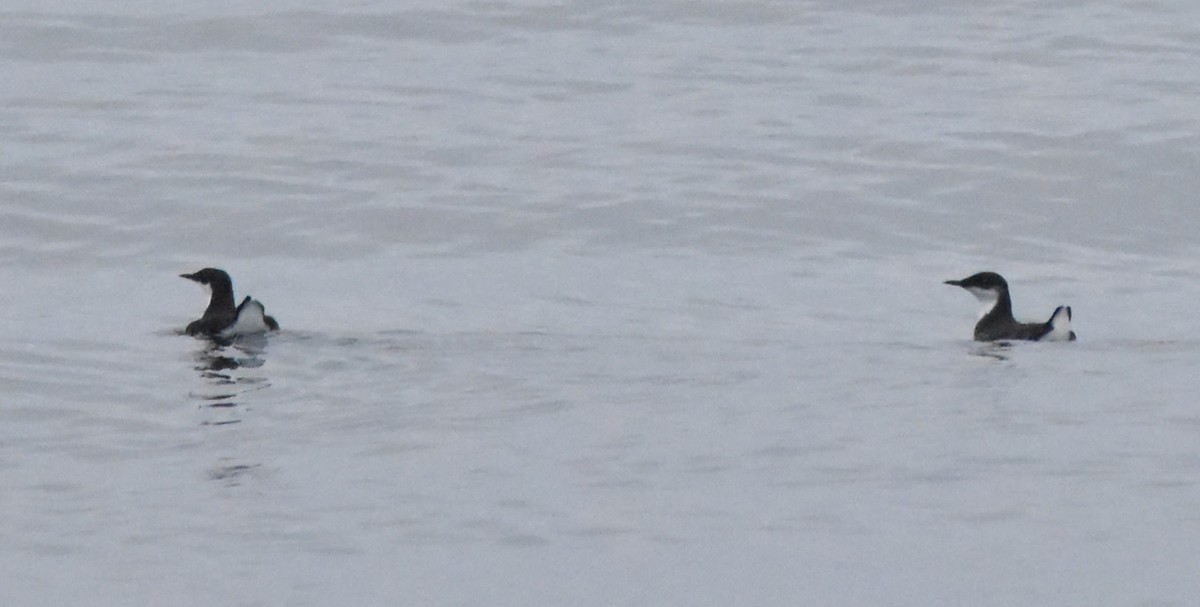 eBird Checklist - 19 Jul 2025 - Upper Nine Mile Bank (SD Co.) - 9 species