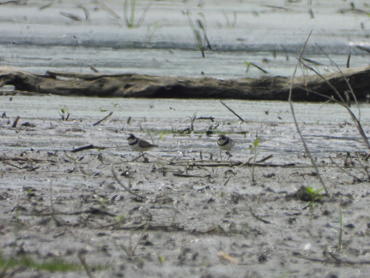 eBird Checklist - 21 Jul 2025 - Englewood MetroPark - 46 species