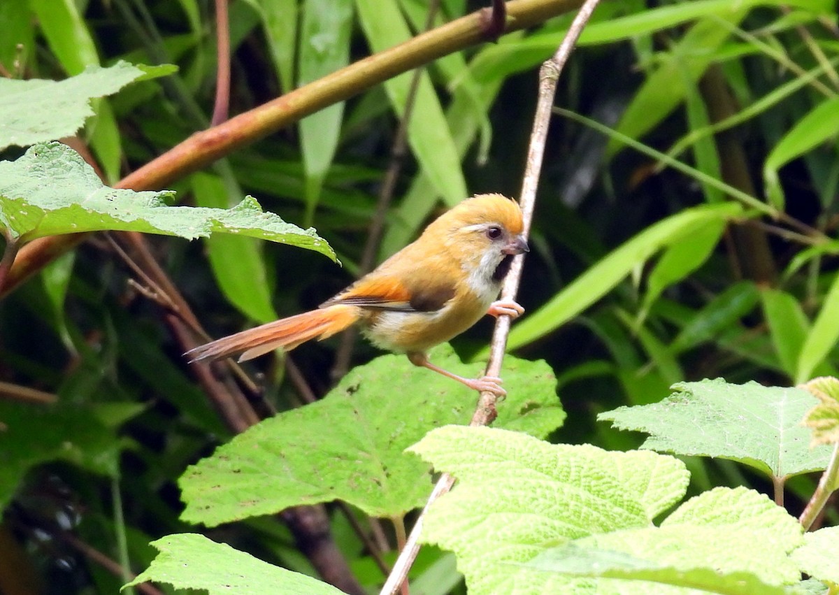 eBird Checklist - 14 Jul 2025 - Hongya, Meishan CN-Sichuan 29.67120 ...