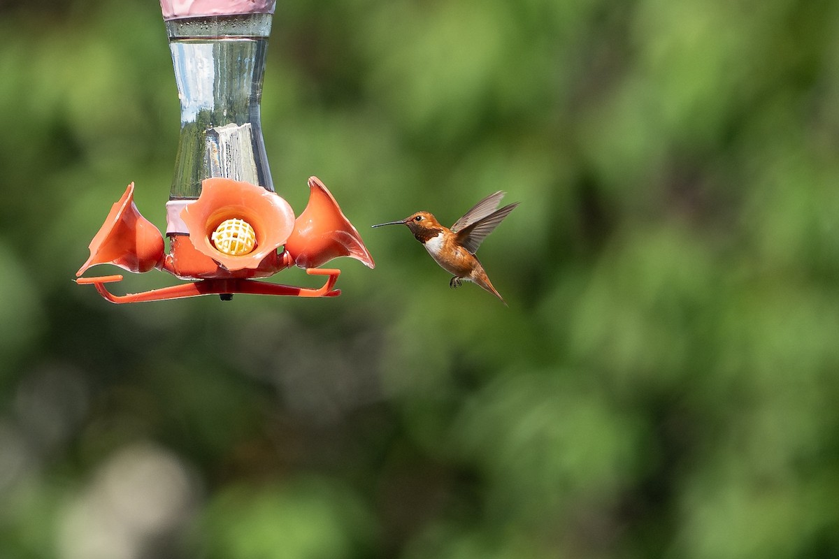 eBird Checklist - 21 Jul 2025 - Les Escoumins--secteur Rue des Pilotes ...
