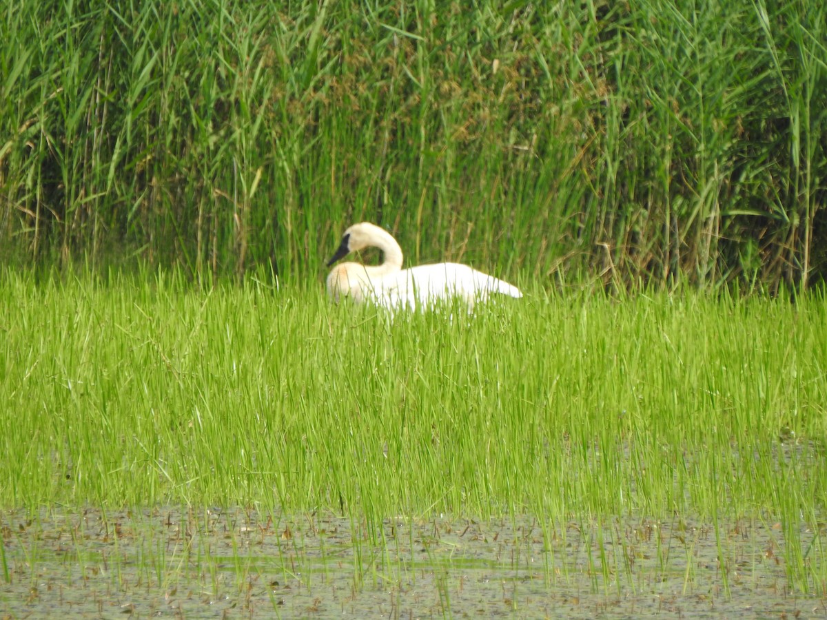 eBird Checklist - 21 Jul 2025 - Battelle Darby Creek Metro Park--Darby ...