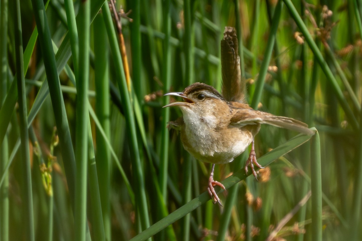 eBird Checklist - 21 Jul 2025 - Springbrook Prairie Forest Preserve ...