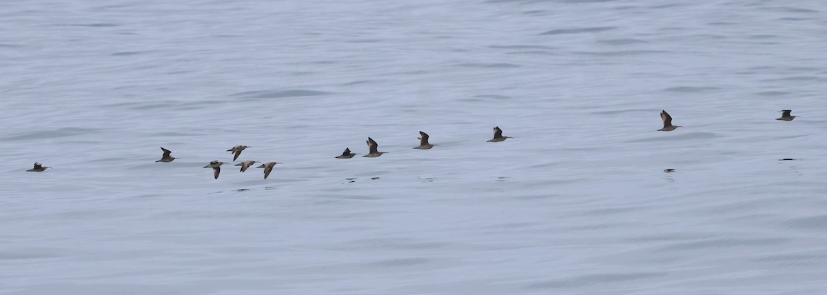 eBird Checklist - 19 Jul 2025 - San Diego Trough (south) - 10 species