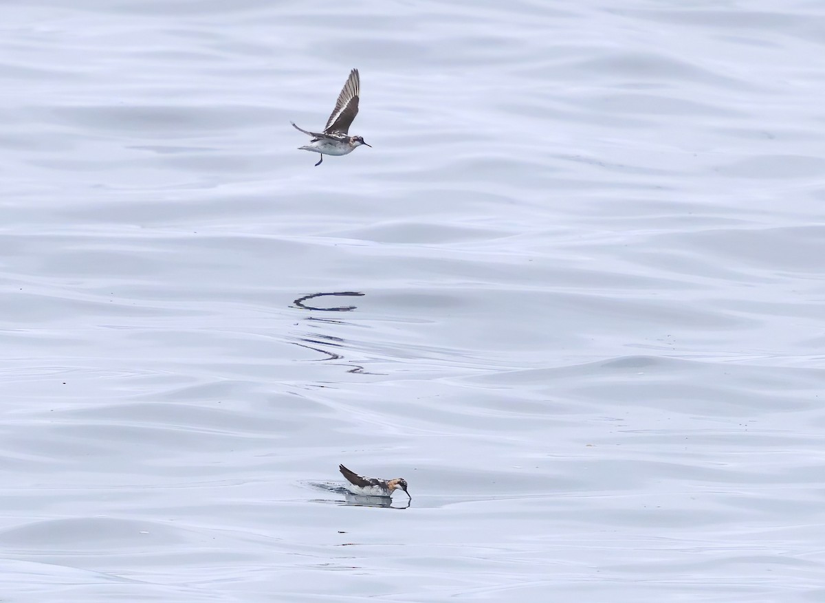 eBird Checklist - 19 Jul 2025 - Thirty Mile Bank (SD Co.) - 10 species