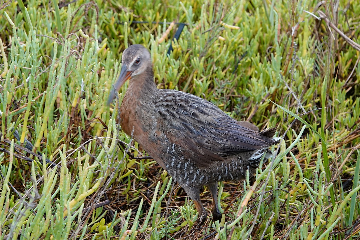 eBird Checklist - 21 Jul 2025 - Bolsa Chica Ecological Reserve - 44 ...