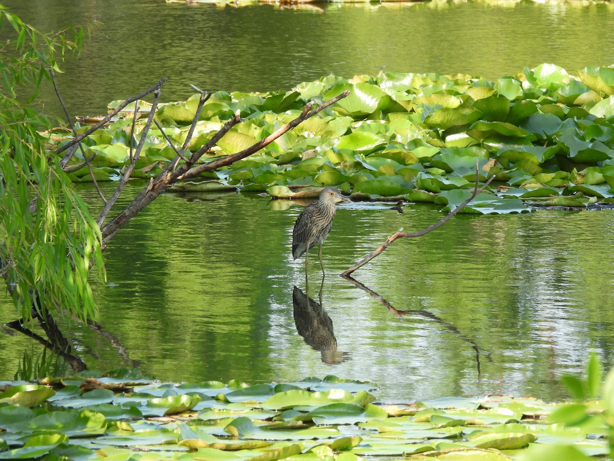 eBird Checklist - 21 Jul 2025 - Middleton Hills Neighborhood Park South ...