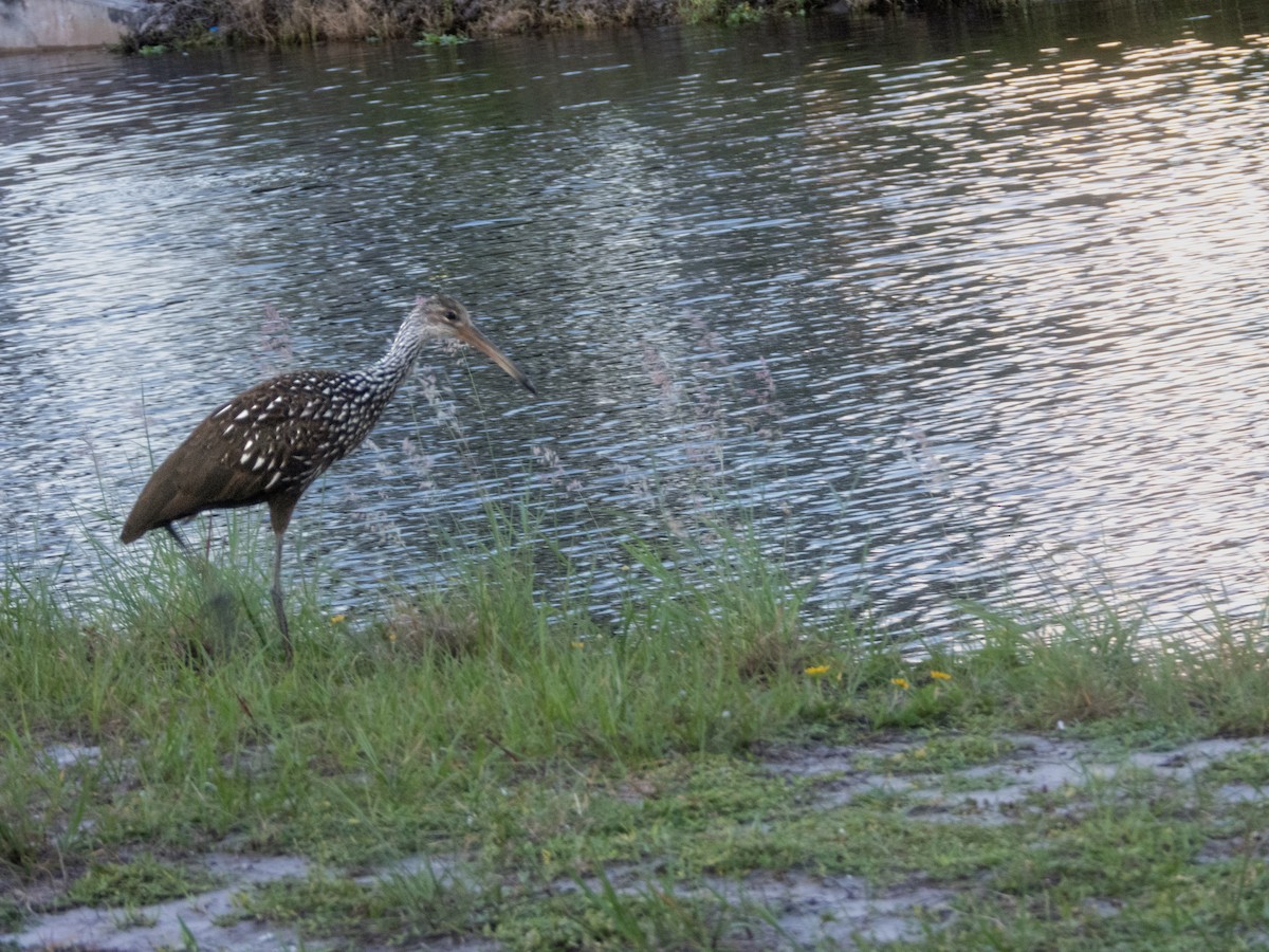 ML639235048 - Limpkin - Macaulay Library