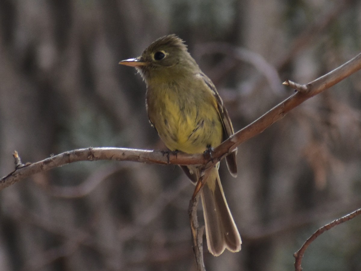 eBird Checklist - 21 Jul 2025 - 548 W Diamond Rd, Payson US-AZ 34.32788 ...