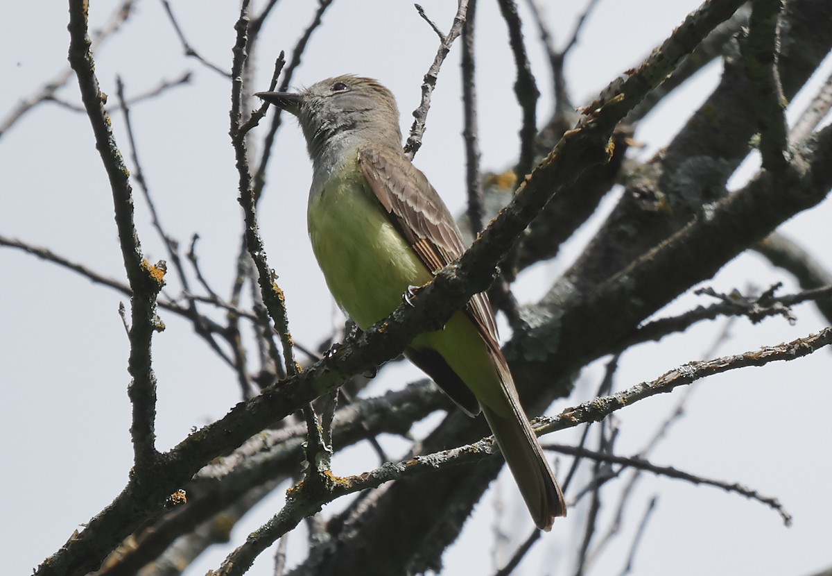 eBird Checklist - 17 Jul 2025 - Rum River SF John Day Pool Trail - 7 ...