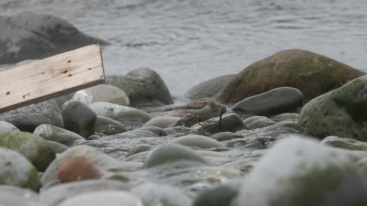 eBird Checklist - 21 Jul 2025 - Alaska Maritime NWR--Buldir Island - 28 ...