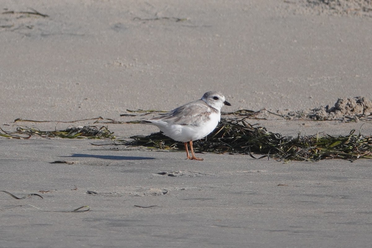 eBird Checklist - 22 Jul 2025 - **Back Bay NWR - 36 species