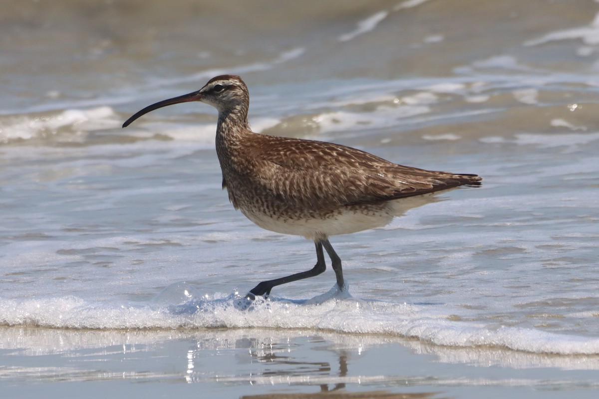 eBird Checklist - 22 Jul 2025 - **Back Bay NWR - 24 species