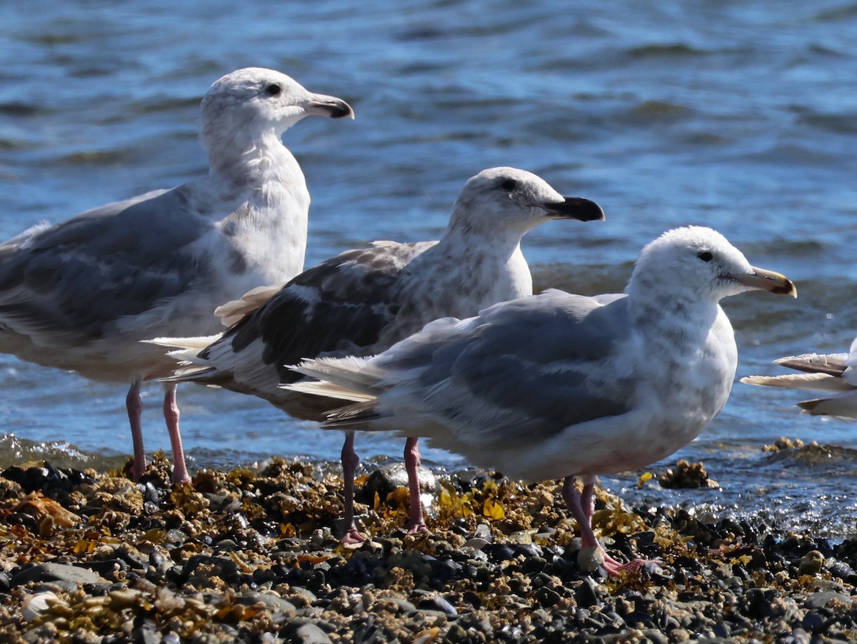 eBird Checklist - 20 Jul 2025 - Sitka--Indian River-East Tidal Flat - 7 ...