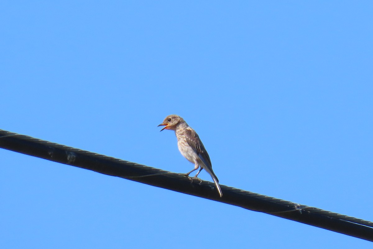 eBird Checklist - 22 Jul 2025 - East Spann Road, Macon, Mississippi, US ...