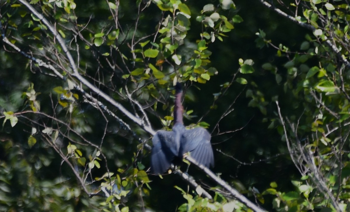 eBird Checklist - 22 Jul 2025 - Dutch Gap Conservation Area, Chester US ...