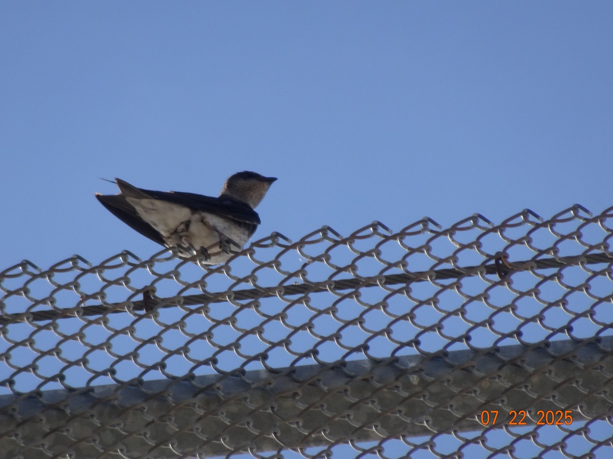 eBird Checklist - 22 Jul 2025 - Roseville Road Purple Martin Colony - 9 ...