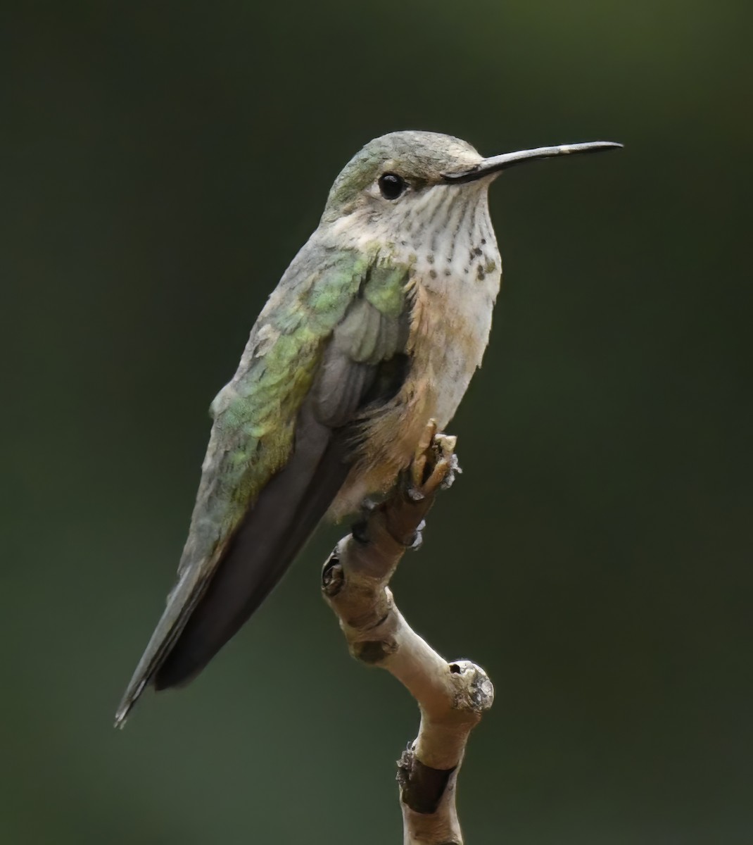 eBird Checklist - 22 Jul 2025 - Shrine Pass Trail - 20 species