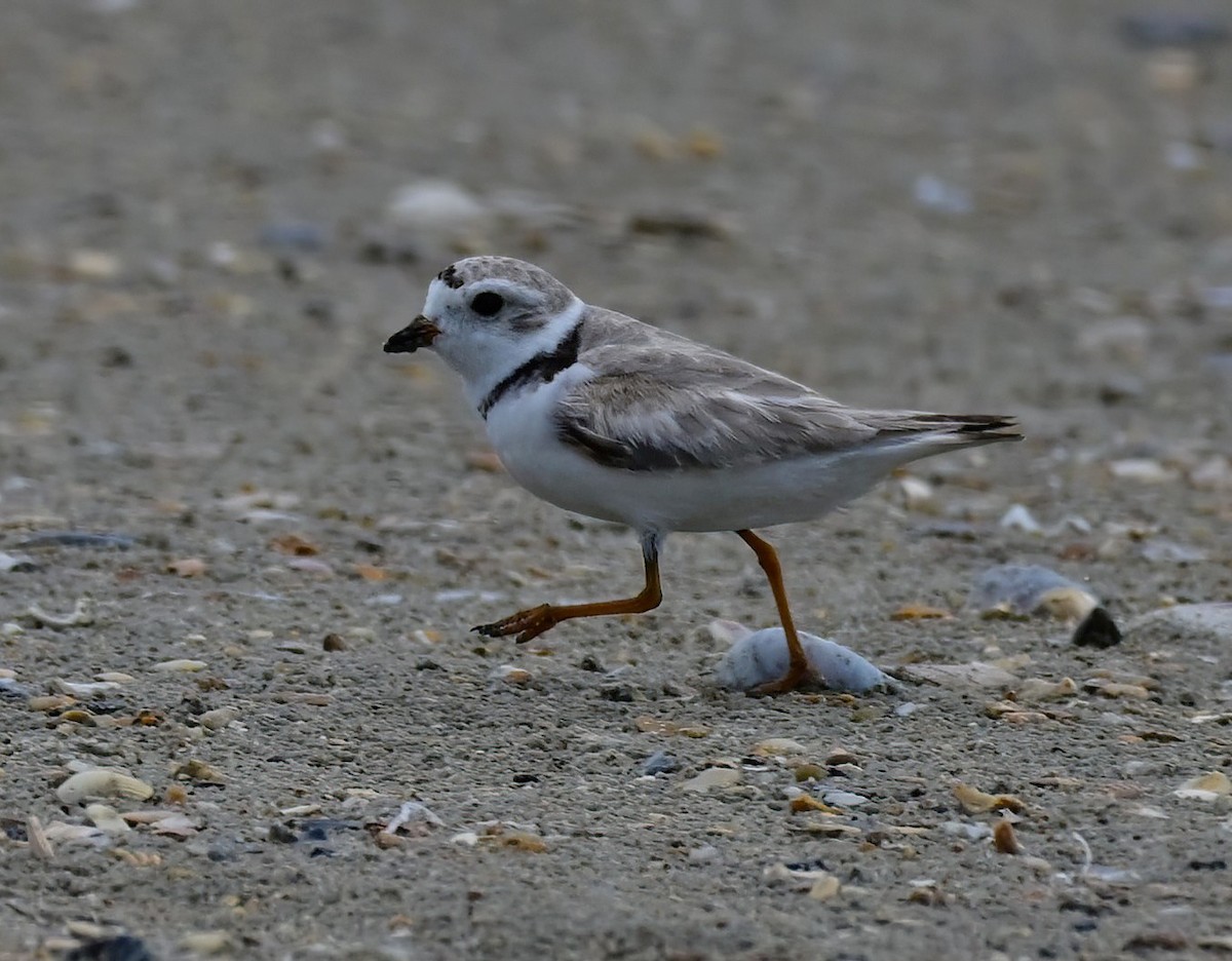 eBird Checklist - 22 Jul 2025 - Hatteras Point - 35 species
