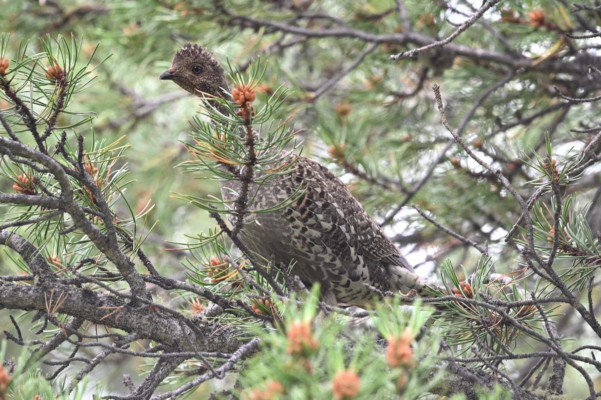 eBird Checklist - 22 Jul 2025 - Buchanan Pass Trail No 910 (40.132 ...