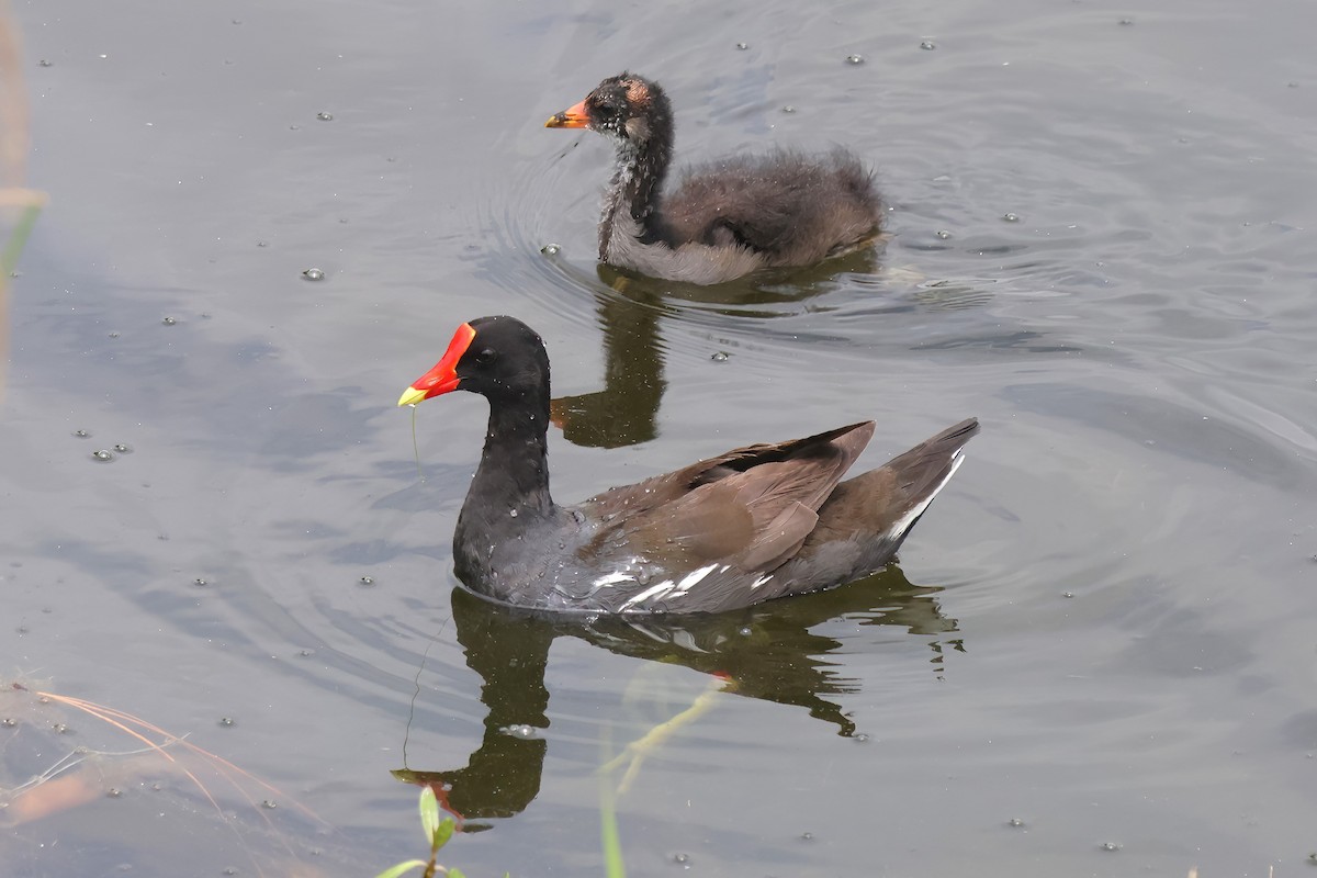 eBird Checklist - 22 Jul 2025 - Carl Bazemore Bird Walk - 3 species