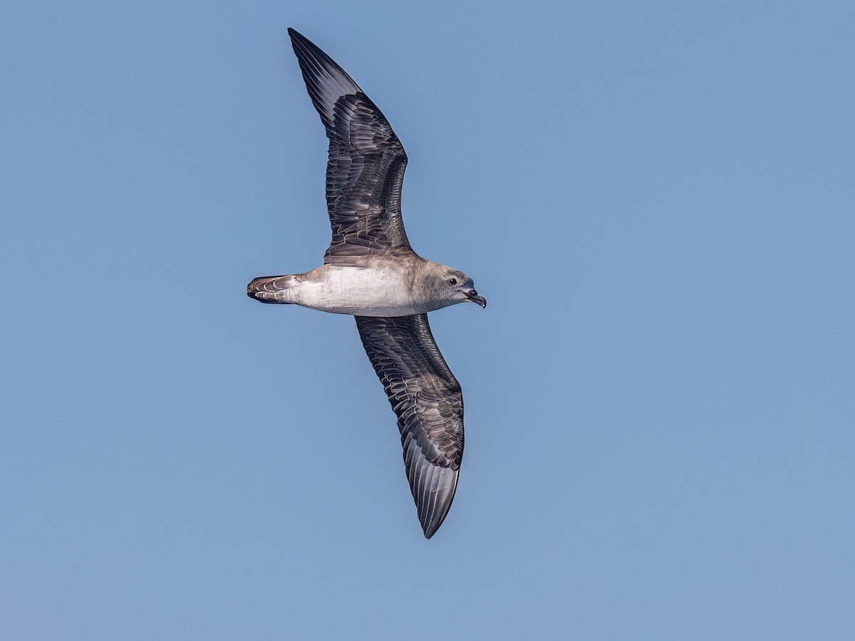 Kermadec Petrel - Pterodroma neglecta - Birds of the World