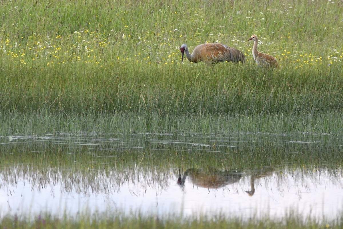 eBird Checklist - 22 Jun 2025 - Mountain View (town) - 42 species