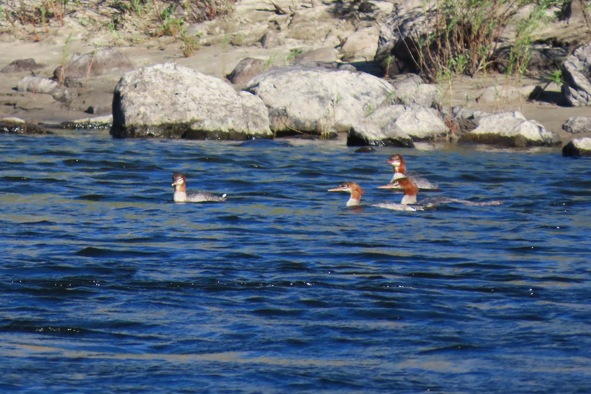 eBird Checklist - 19 Jul 2025 - Salmon River - Taylor Beach - 12 species