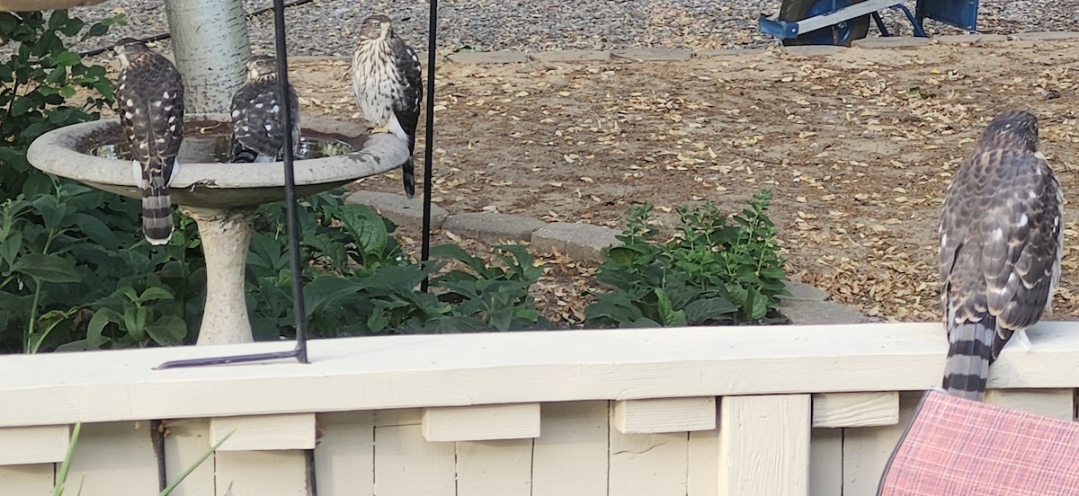 eBird Checklist - 23 Jul 2025 - My Back Yard - 1 species