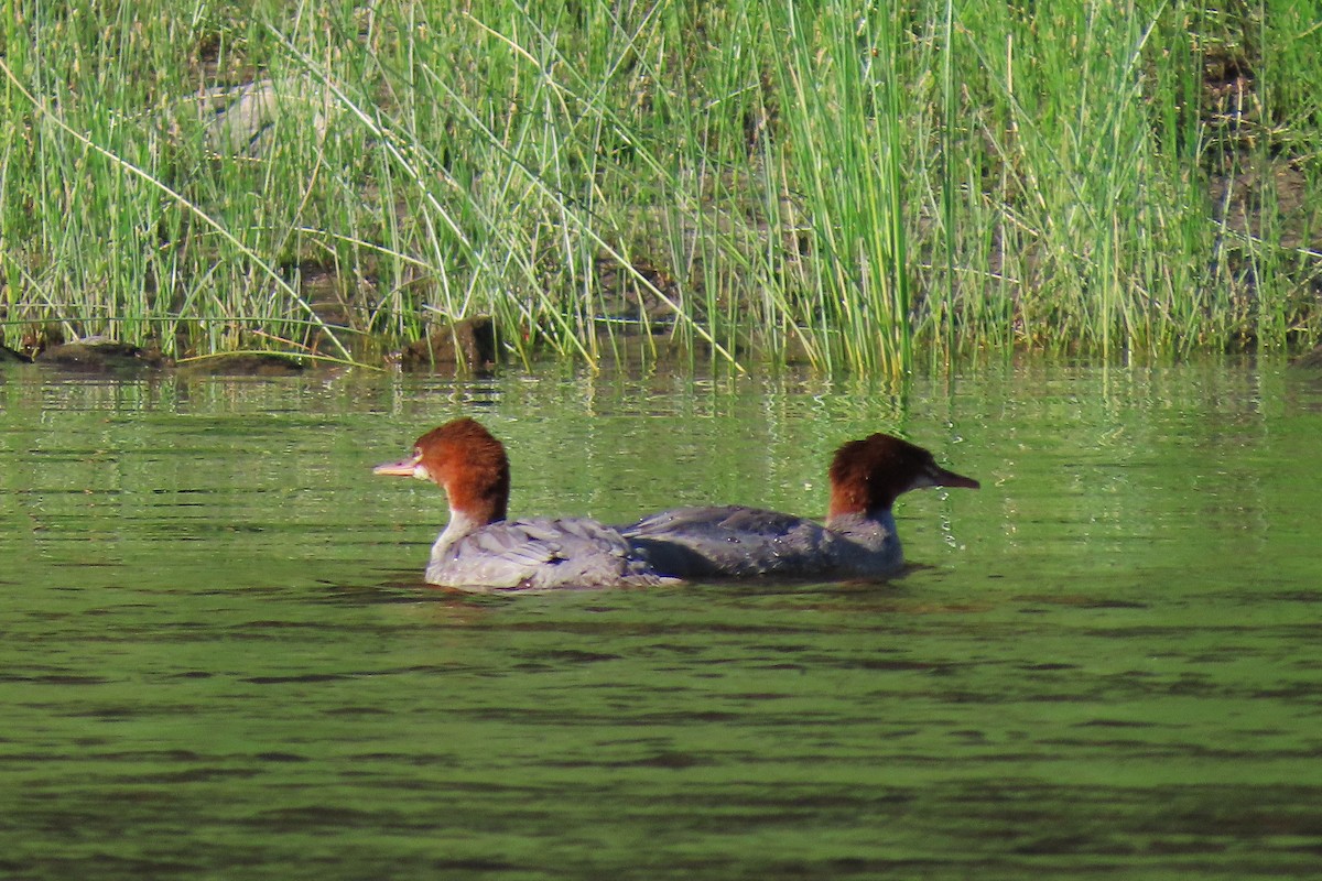 eBird Checklist - 19 Jul 2025 - Salmon River - Taylor Beach to Deep Cr. - 21 species