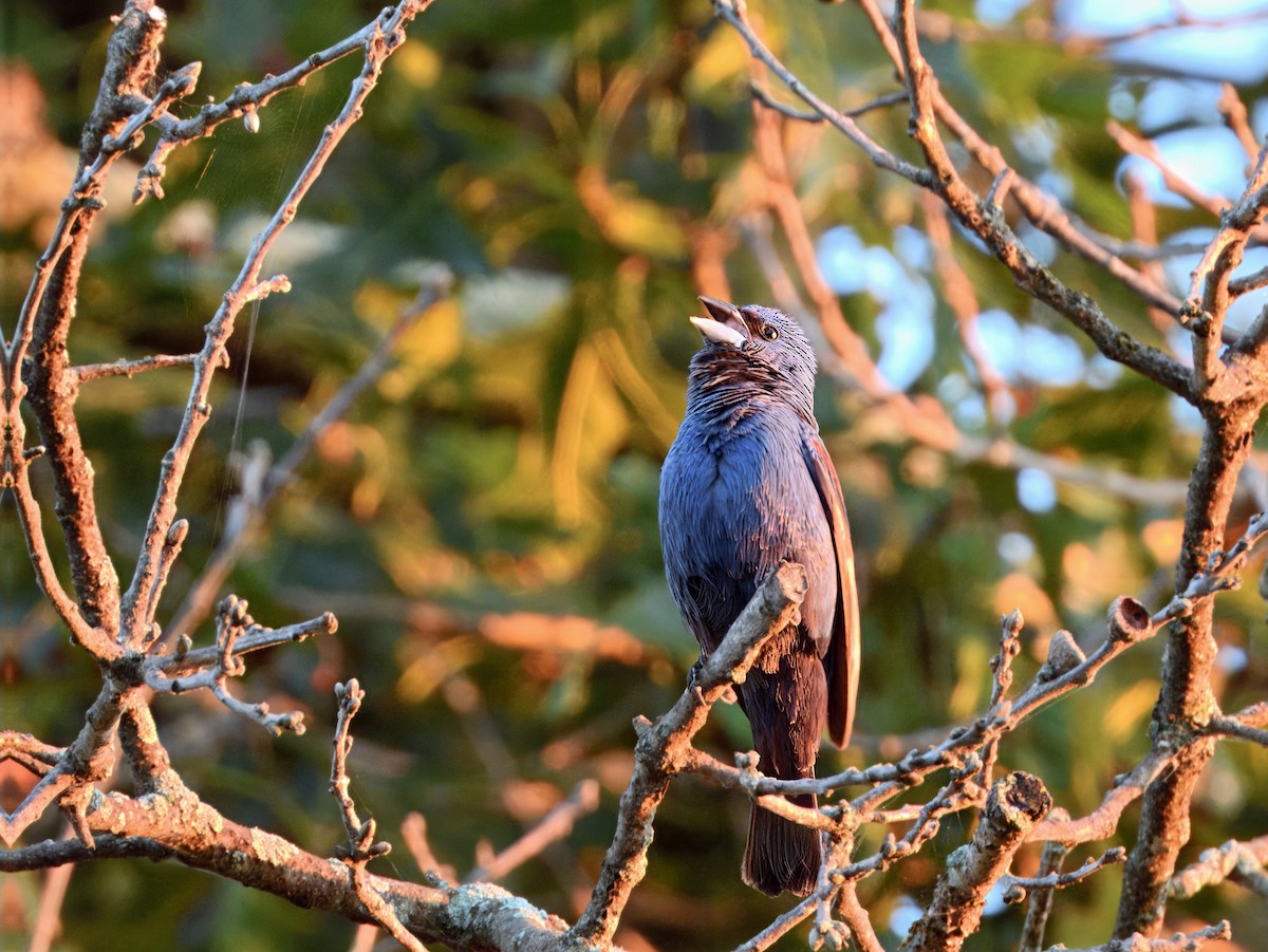 eBird Checklist - 23 Jul 2025 - 12000–12690 25 1/2 Mile Rd, Albion US ...