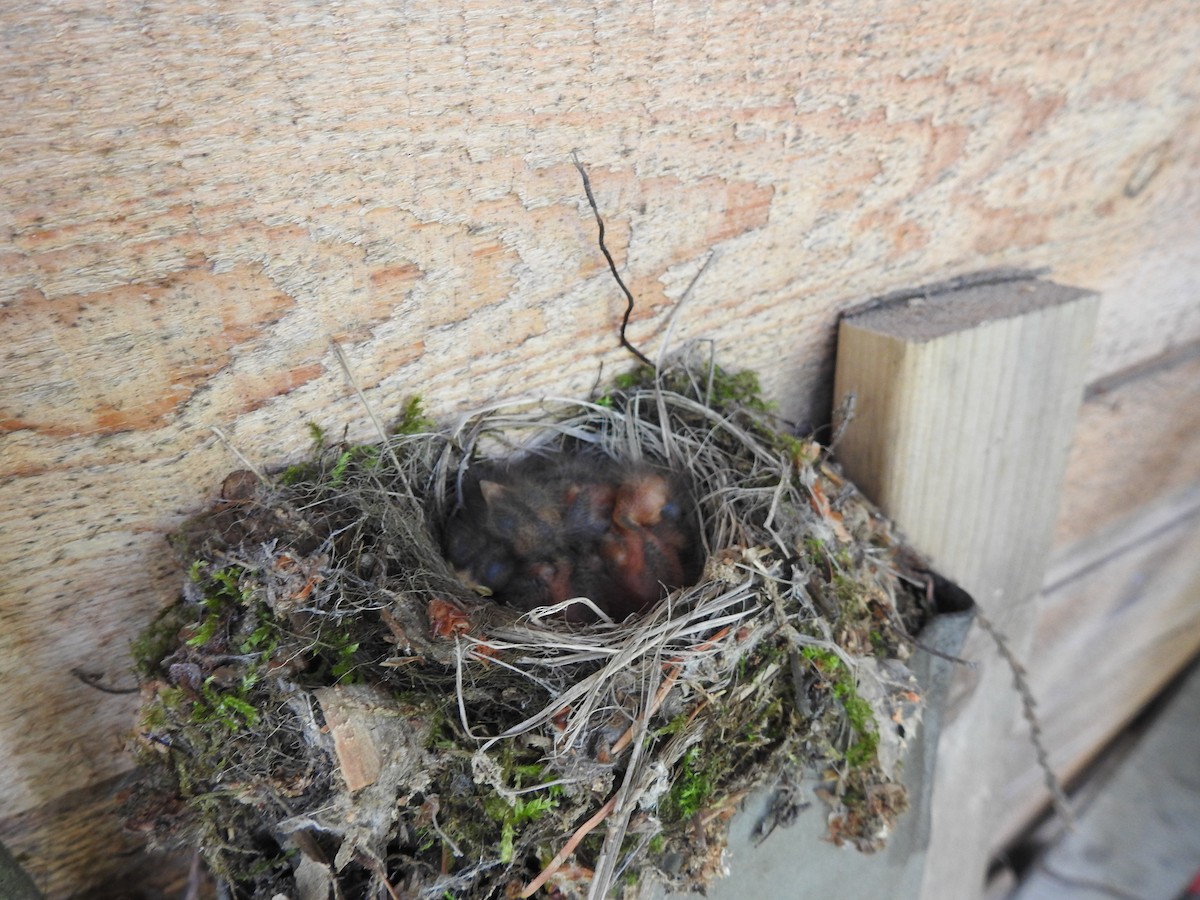 eBird Checklist - 20 Jul 2025 - 2074 Skimikin Rd (50.7947,-119.4083 ...