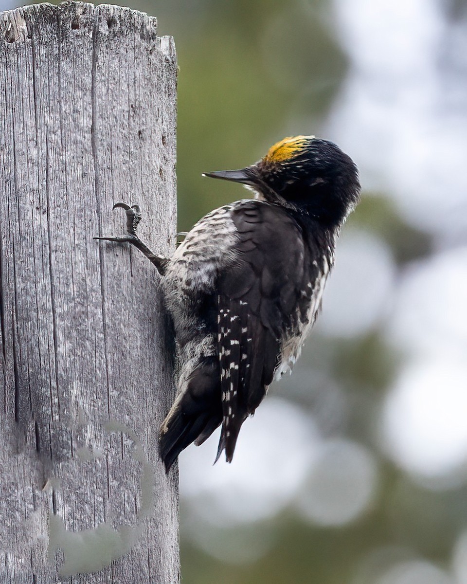 eBird Checklist - 22 Jul 2025 - North Fork Little Prickley Pear Rd - 27 ...