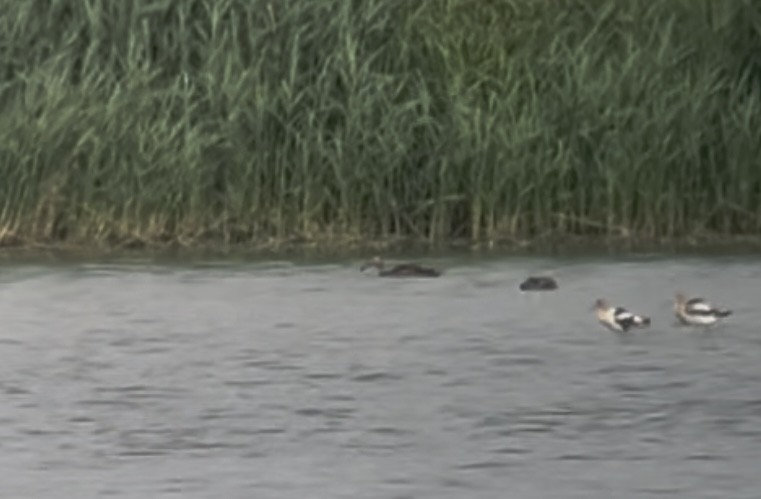 eBird Checklist - 23 Jul 2025 - Hart-Miller Island - 59 species