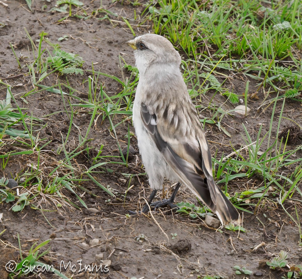 eBird Checklist - 6 Jul 2025 - 248 National Road, Aba CN-Sichuan 33. ...