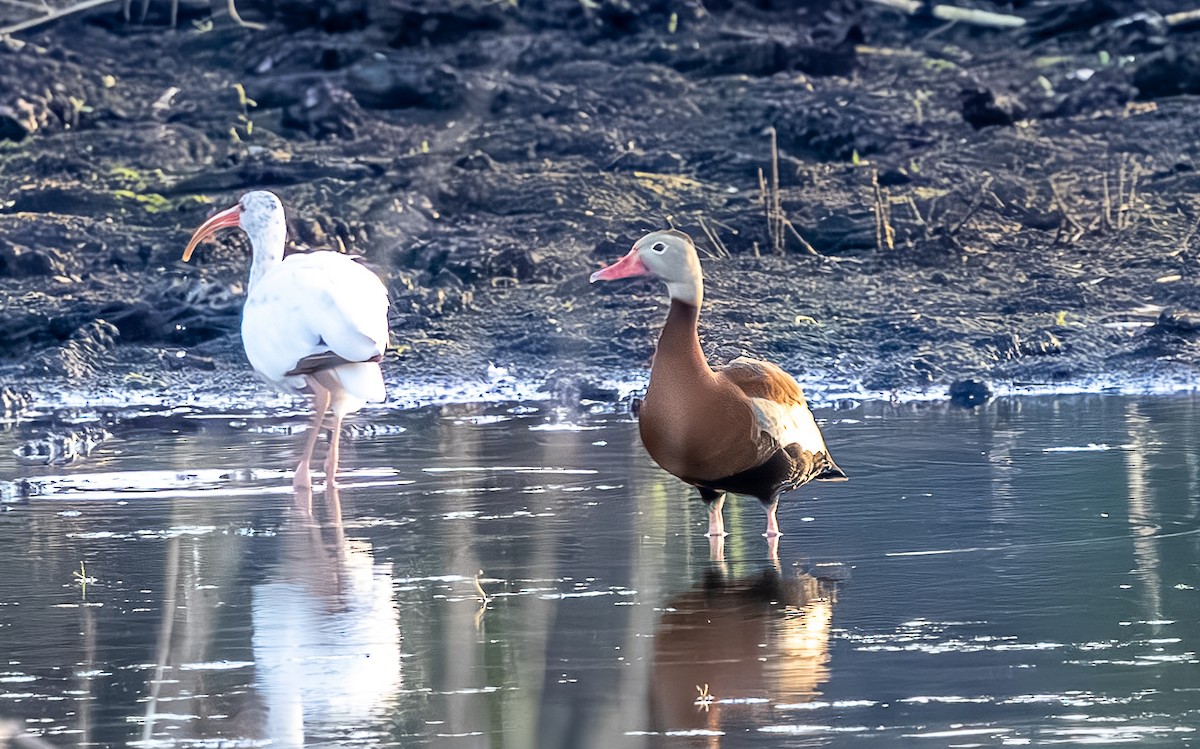 eBird Checklist - 23 Jul 2025 - Crews Lake Park - 34 species
