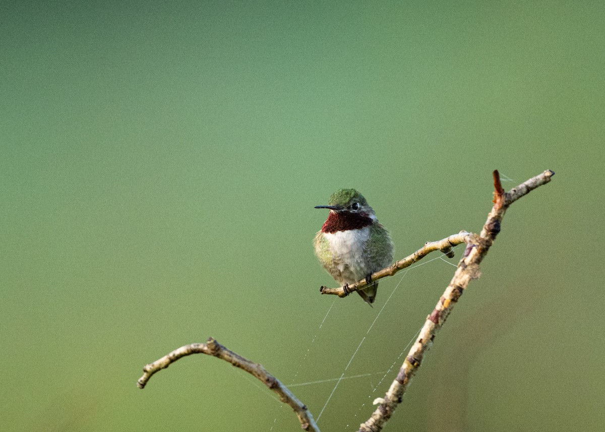 eBird Checklist - 23 Jul 2025 - Beaver Ranch Park - 39 species