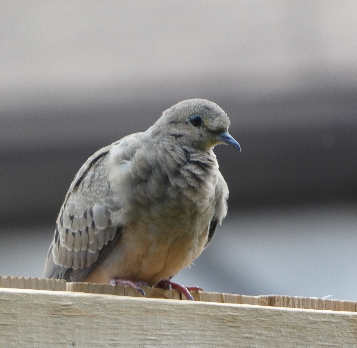 eBird Checklist - 22 Jul 2025 - King East, Kitchener, ON, Canada - 7 ...
