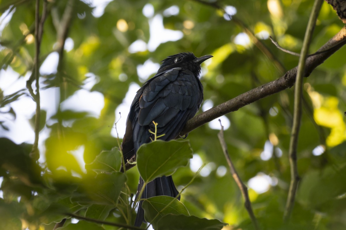 eBird Checklist - 6 Jul 2025 - 西溪国家湿地公园 (Xixi National Wetland Park ...