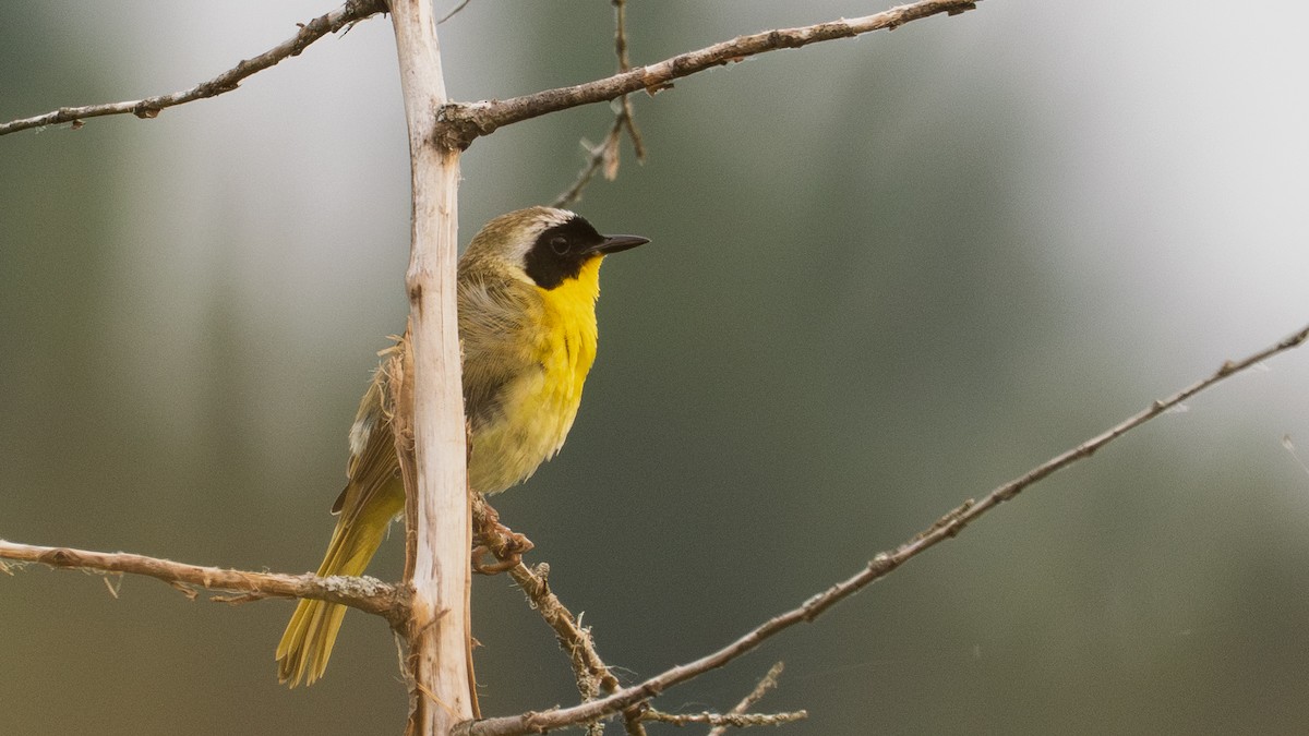 eBird Checklist - 12 Jul 2025 - Grey Cloud Dunes SNA - 5 species
