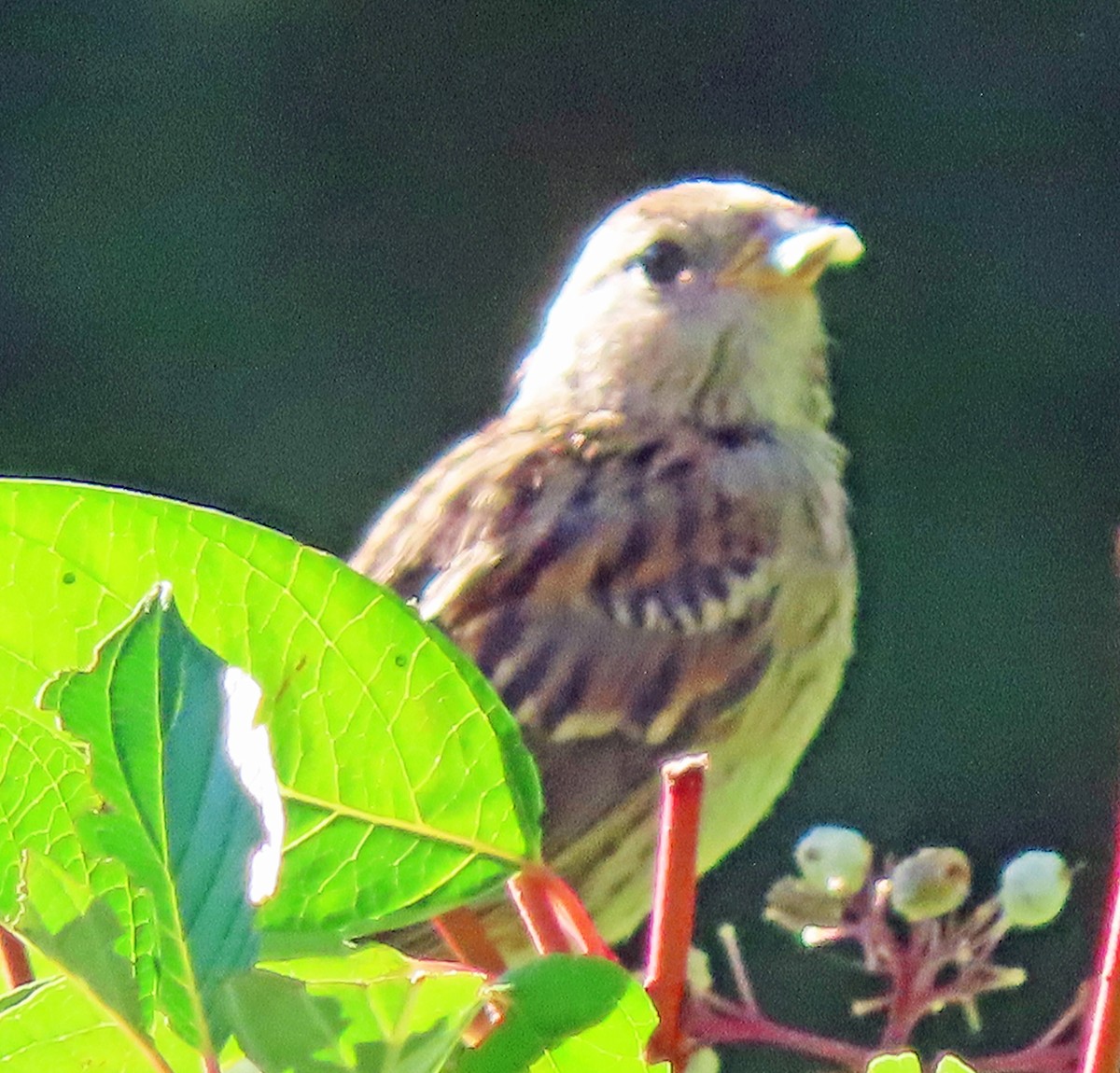 eBird Checklist - 24 Jul 2025 - Dallas Retirement Village - 10 species