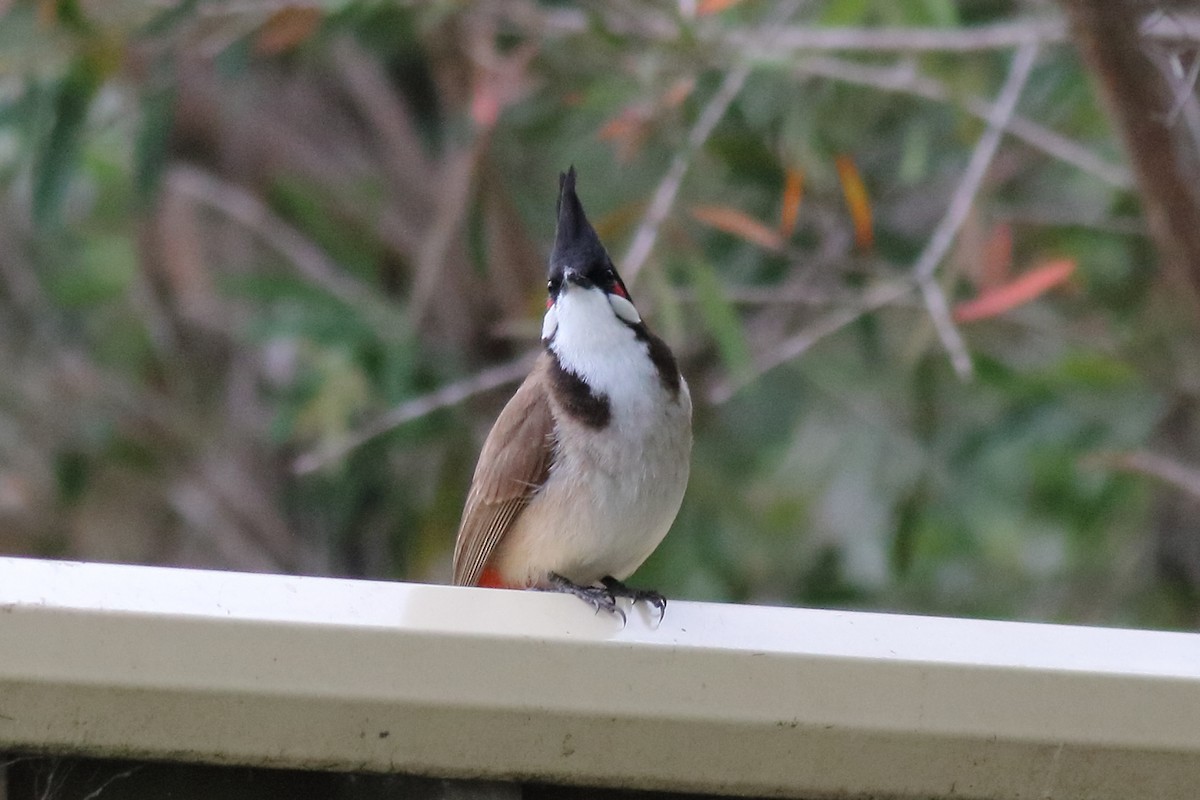 eBird Checklist - 11 Nov 2024 - Port Kembla Home - 31 species