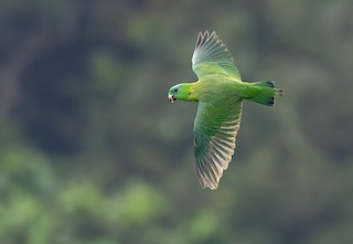 Blue-crowned Racket-tail (Blue-crowned) - eBird
