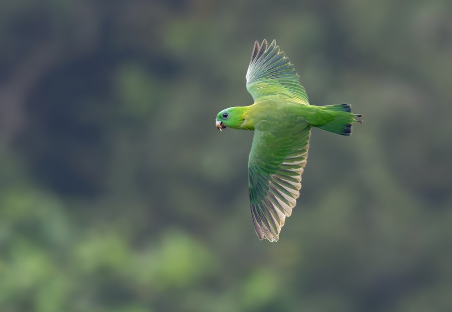 Blue-crowned Racquet-tail (Blue-crowned) - eBird