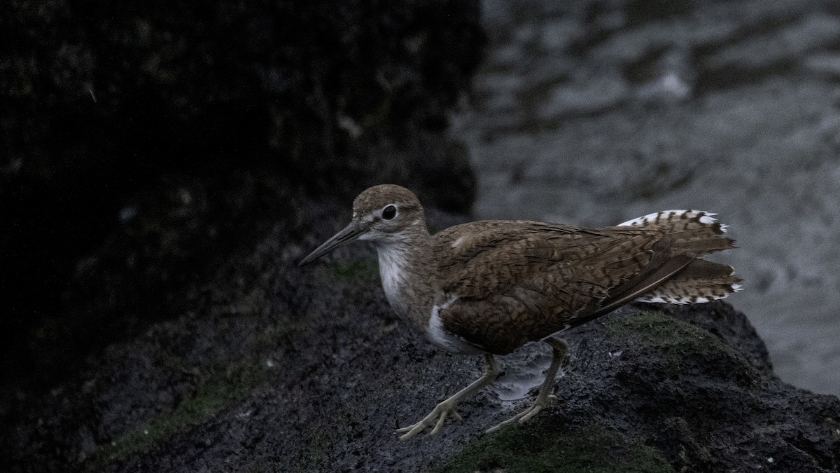 eBird Checklist - 24 Jul 2025 - Azheekkal Pulimuttu - 9 species