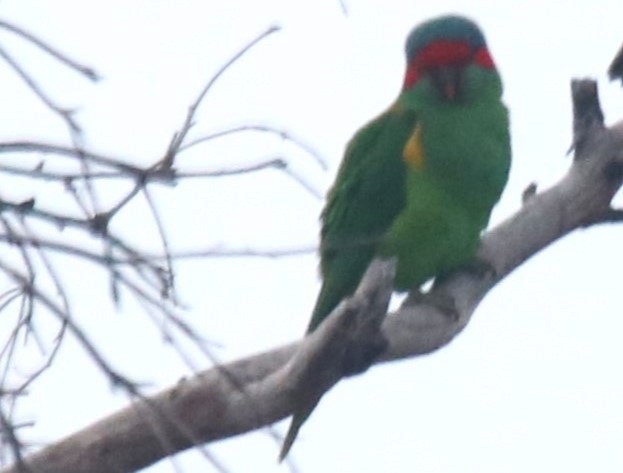 eBird Checklist - 25 Jul 2025 - Northern Memorial Park - 36 species