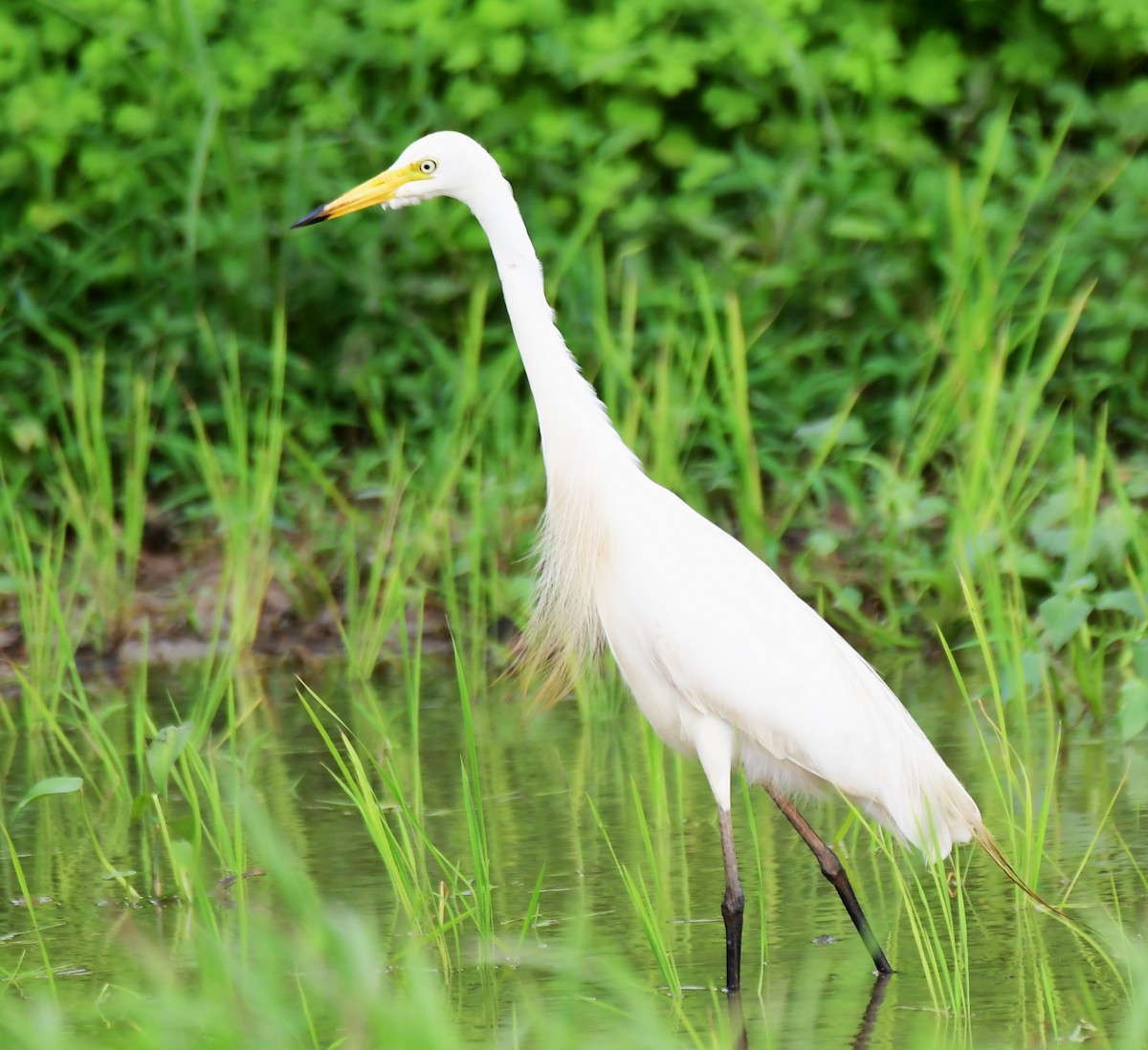 ML639369258 - Medium Egret - Macaulay Library