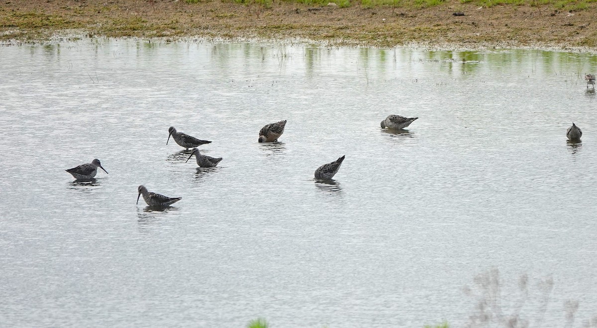 eBird Checklist - 25 Jul 2025 - Presque Isle SP--Gull Pt. - 30 species (+2 other taxa)