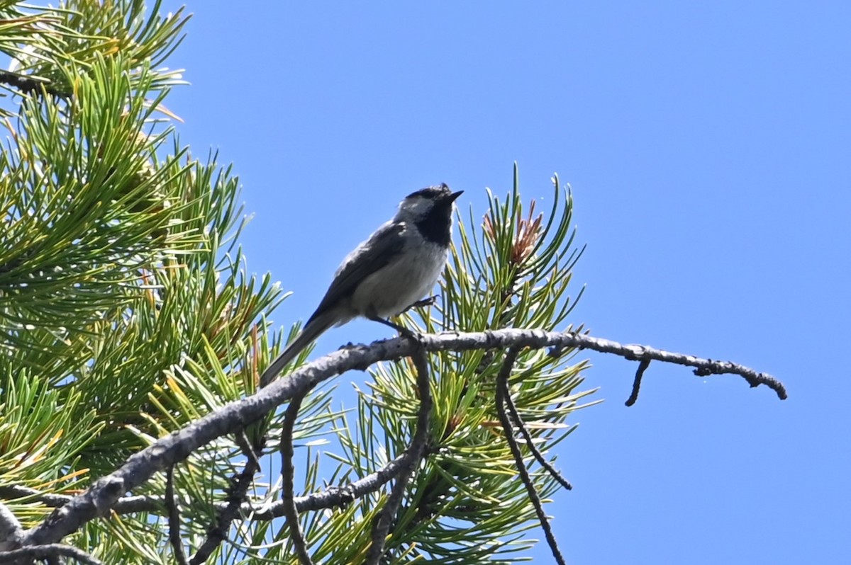 eBird Checklist - 9 Jul 2025 - Grand Teton NP--Leigh & String Lakes ...